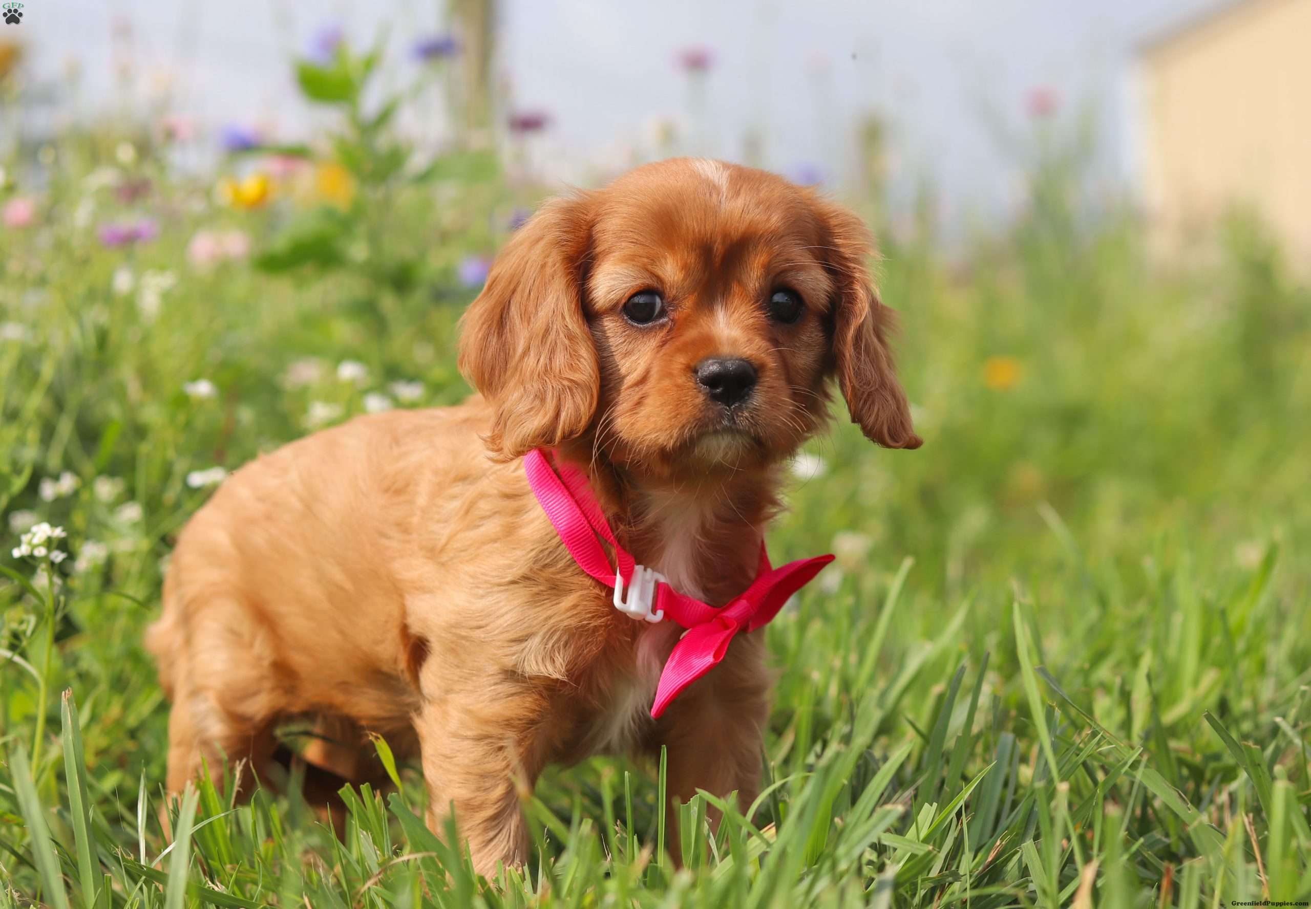 Lily - Cavalier King Charles Spaniel Puppy For Sale in Ohio