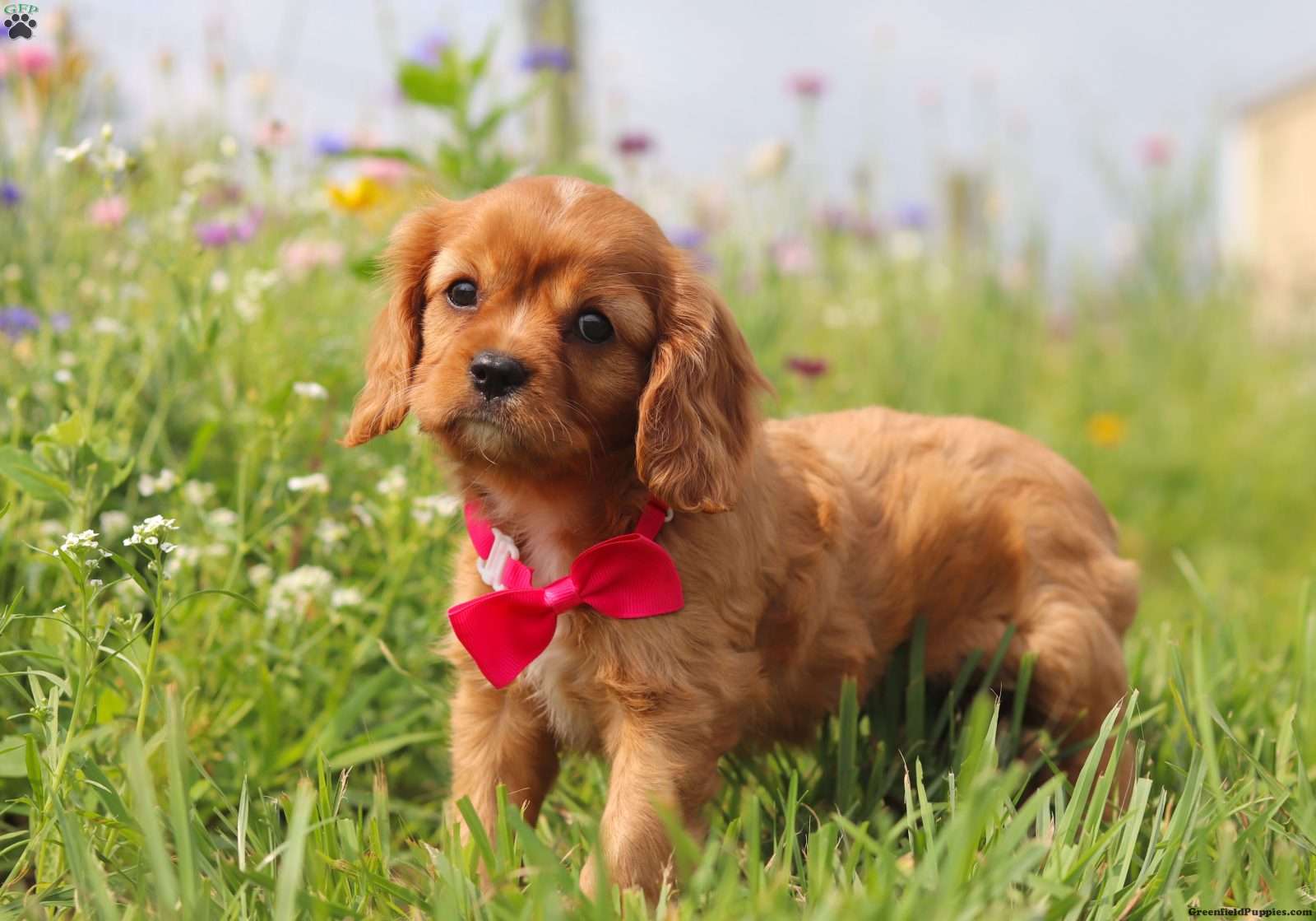 Lily - Cavalier King Charles Spaniel Puppy For Sale in Ohio