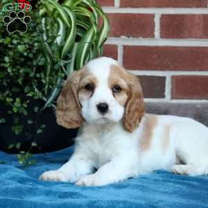 Cockalier Puppies For Sale | Greenfield Puppies