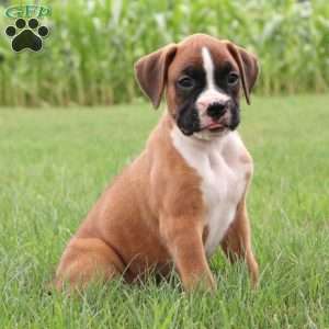 Boxer Puppies For Sale - Greenfield Puppies