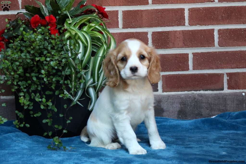 Lucy - Cockalier Puppy For Sale in Pennsylvania