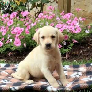 Yellow Labrador Retriever Puppies For Sale - Greenfield Puppies