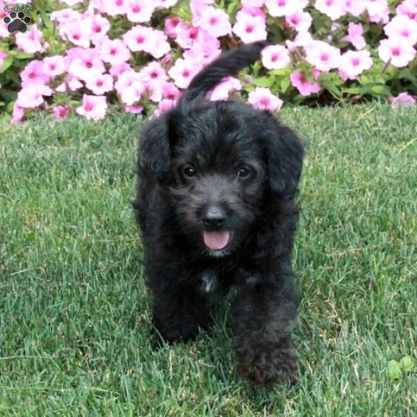 Max - Toy Poodle Mix Puppy For Sale in Pennsylvania