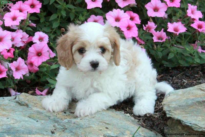 Max - Cavalier King Charles Mix Puppy For Sale in Pennsylvania