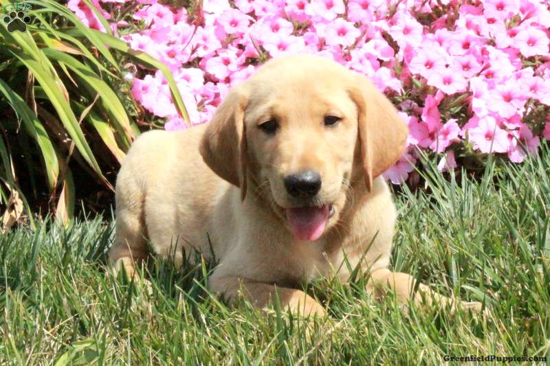 Max - Golden Labrador Puppy For Sale in Pennsylvania