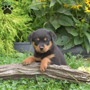 Rottweiler Puppies For Sale - Greenfield Puppies