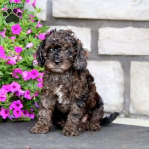 Cockapoo Puppies for Sale - Greenfield Puppies