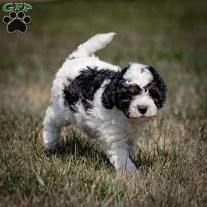 Cavapoo Puppies For Sale - Greenfield Puppies