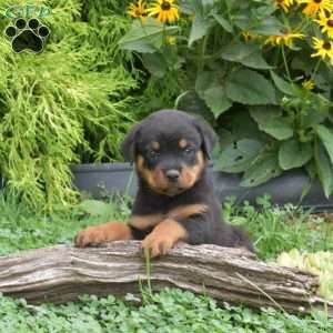 Rottweiler Puppies For Sale - Greenfield Puppies