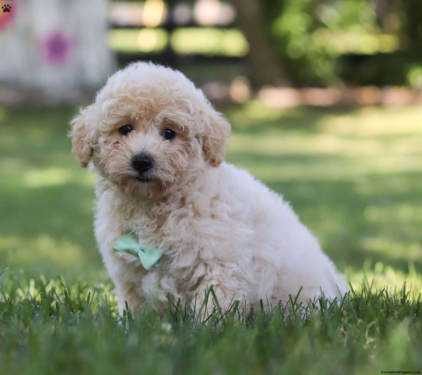 Odin - Bich-Poo Puppy For Sale in Ohio