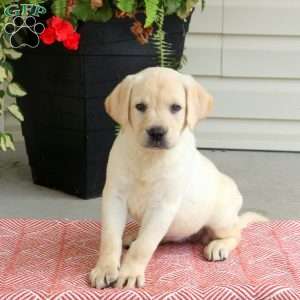 Yellow Labrador Retriever Puppies For Sale - Greenfield Puppies