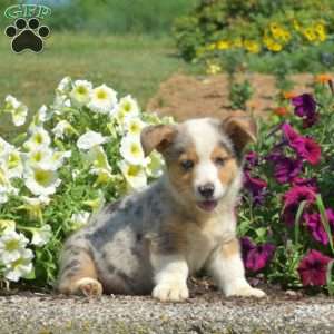 Pembroke Welsh Corgi Puppies for Sale - Greenfield Puppies