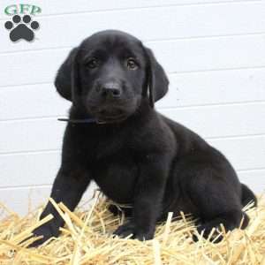 Labrador Mix Puppies For Sale | Greenfield Puppies