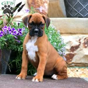 Boxer Puppies For Sale - Greenfield Puppies