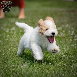Bich-poo Puppies For Sale - Greenfield Puppies