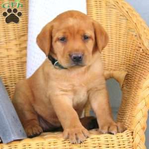 Fox Red Labrador Retriever Puppies for Sale - Greenfield Puppies