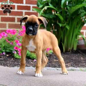 Boxer Puppies For Sale - Greenfield Puppies