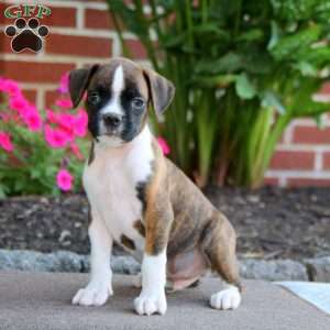 Boxer Puppies For Sale - Greenfield Puppies