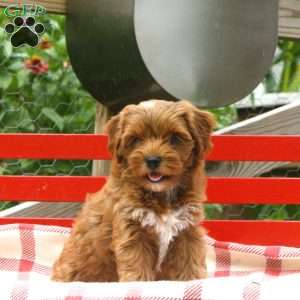 Havapoo Puppies For Sale - Greenfield Puppies