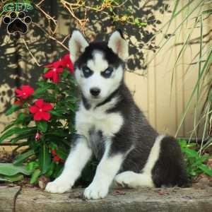 Siberian Husky Puppies For Sale - Greenfield Puppies
