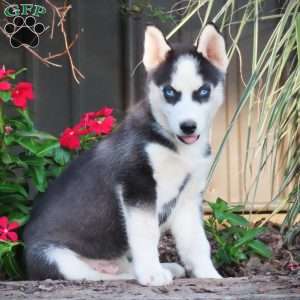 Siberian Husky Puppies For Sale - Greenfield Puppies