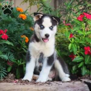 Siberian Husky Puppies For Sale - Greenfield Puppies