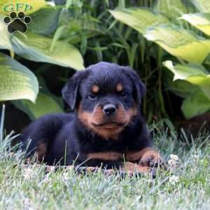 Rottweiler Puppies For Sale - Greenfield Puppies