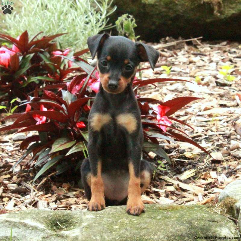 Scout - Miniature Pinscher Puppy For Sale in Pennsylvania