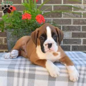 Boxer Puppies For Sale - Greenfield Puppies
