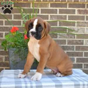 Boxer Puppies For Sale - Greenfield Puppies