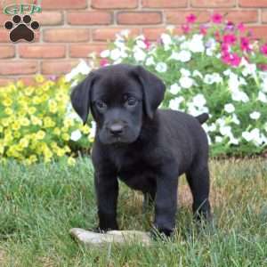 Black Labrador Retriever Puppies For Sale - Greenfield Puppies