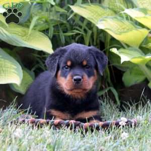 Rottweiler Puppies For Sale - Greenfield Puppies