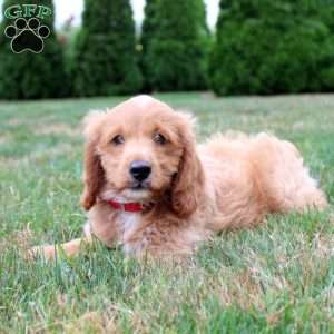 Cockapoo Puppies for Sale - Greenfield Puppies