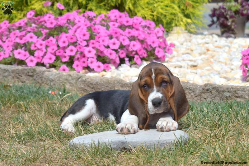 Summer - Basset Hound Puppy For Sale in Pennsylvania