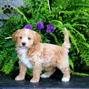 Bich-poo Puppies For Sale - Greenfield Puppies