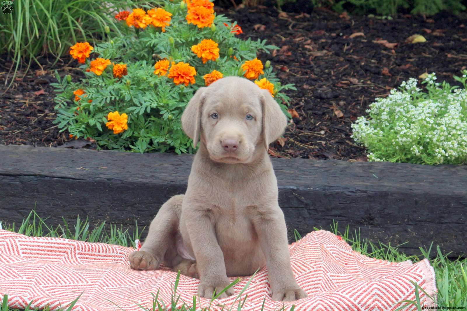 Toby - Silver Labrador Retriever Puppy For Sale in Pennsylvania
