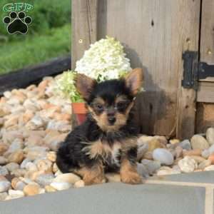 Yorkie Poo Puppies For Sale - Greenfield Puppies