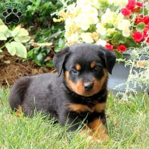 Rottweiler Puppies For Sale - Greenfield Puppies