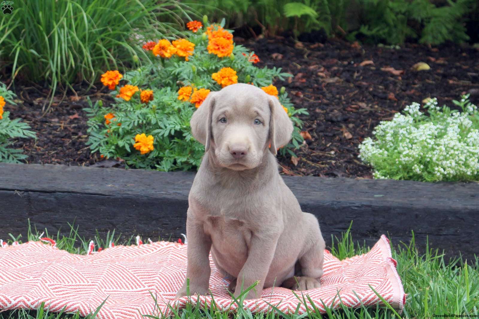 Travis - Silver Labrador Retriever Puppy For Sale in Pennsylvania