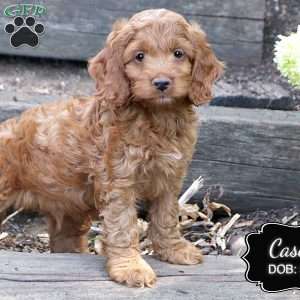 Cockapoo Puppies for Sale - Greenfield Puppies