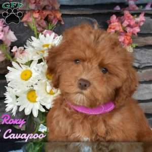 Cavapoo Puppies For Sale - Greenfield Puppies