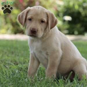 Stephen Lapp - Greenfield Puppies