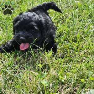 Cockapoo Puppies for Sale - Greenfield Puppies
