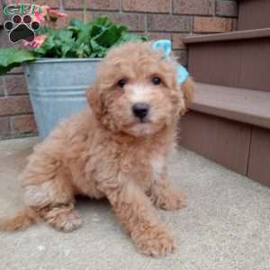 Matt Shetler - Greenfield Puppies