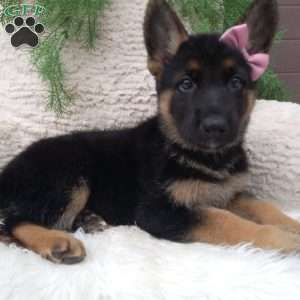 Matt Shetler - Greenfield Puppies