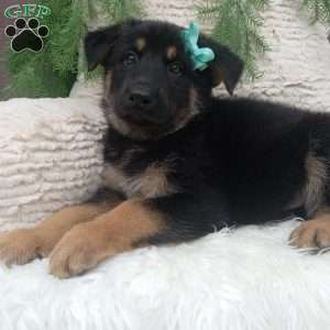 Matt Shetler - Greenfield Puppies