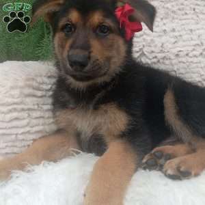 Matt Shetler - Greenfield Puppies