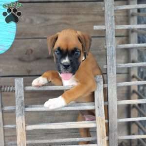 Boxer Puppies For Sale - Greenfield Puppies