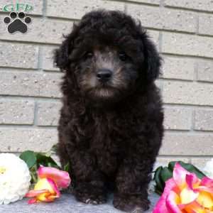 Havapoo Puppies For Sale - Greenfield Puppies