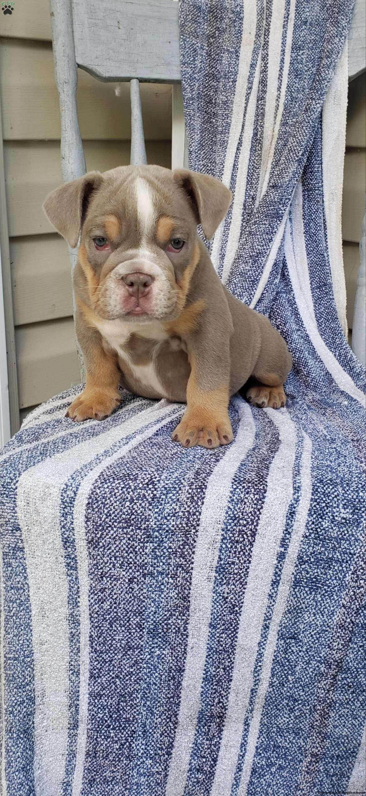 Mr. Fuji - English Bulldog Puppy For Sale in Pennsylvania